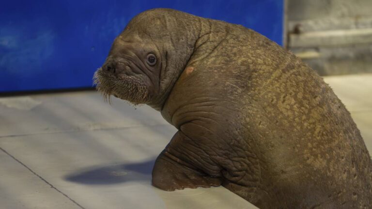 SeaWorld new home to orphaned Pacific walrus