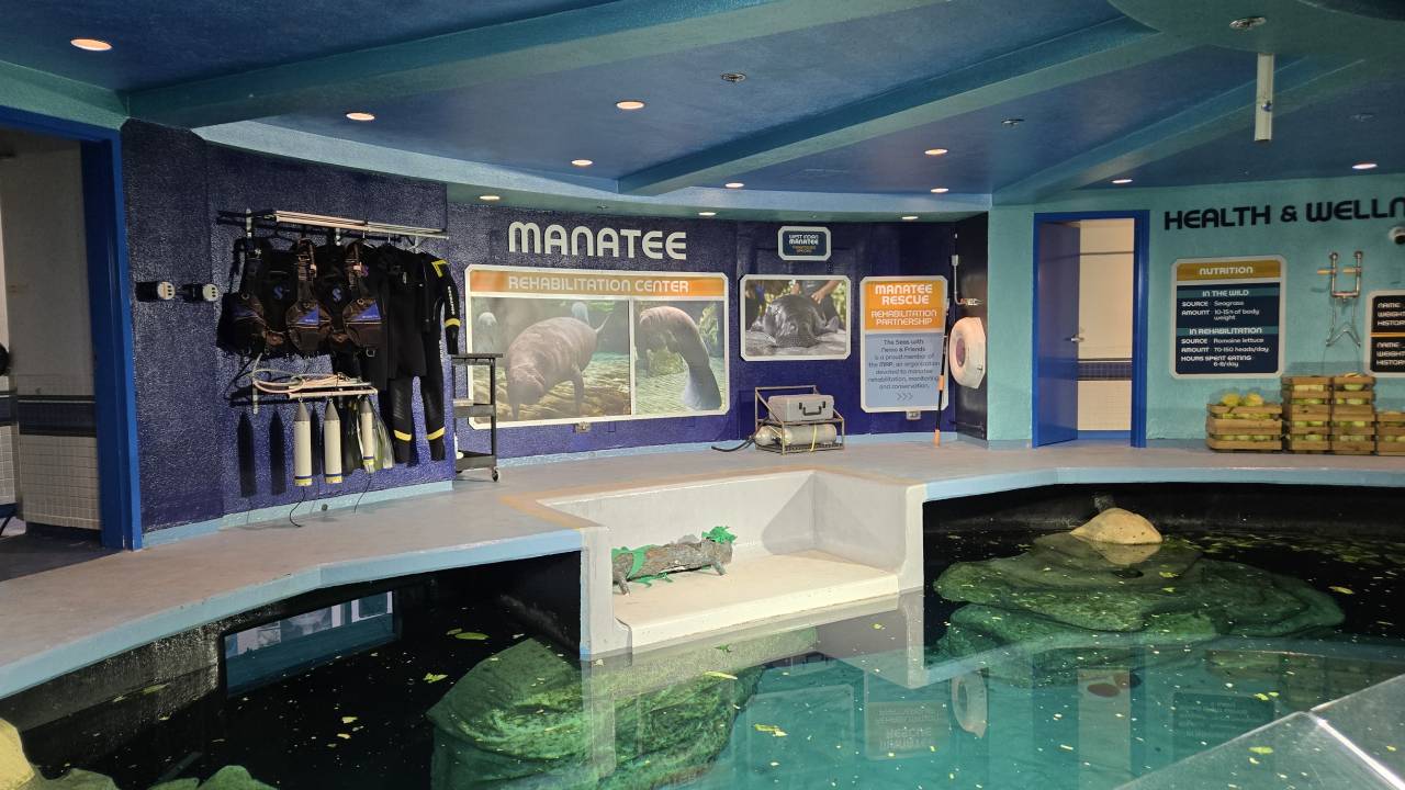 New manatees arrive at EPCOT as Disney focuses on critical care